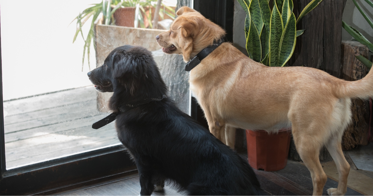 Wegdraaien bij opspringen, de gouden oplossing of een fabel - Amber ...